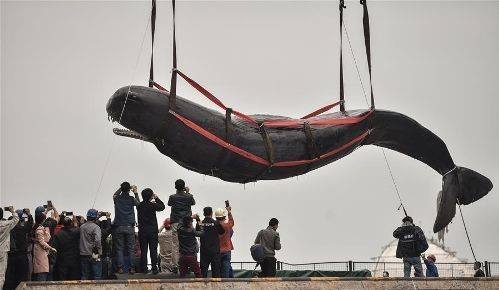 Huge Stranded Sperm Whale Measuring 12 Meters Rescued from Fishing Net ...