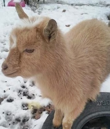 It's No Joke! Here's the Nigerian Goat U.S Police Dept Declared Missing ...