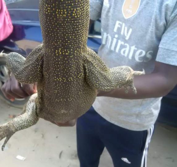 Big Monitor Lizard Lands in Cooking Pot after Being Caught (Photos)