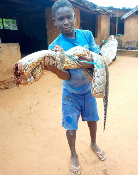 Young Boy All Smiles as He Poses with a Big Python He Killed With ...