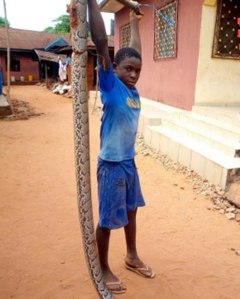 Young Boy All Smiles as He Poses with a Big Python He Killed With ...