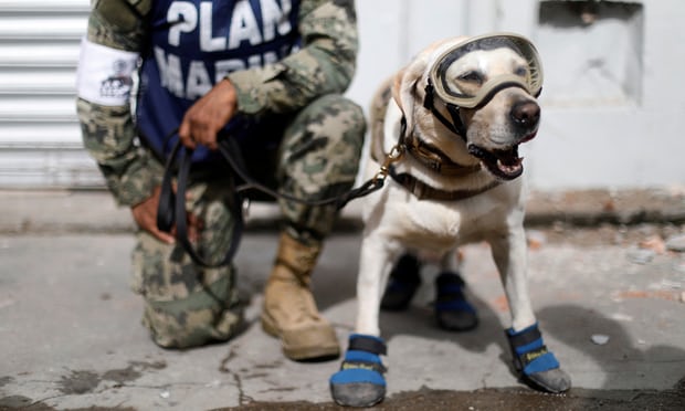 Hero: Meet Frida, The Dog That Uses Sense Of Smell to Locate and Save ...