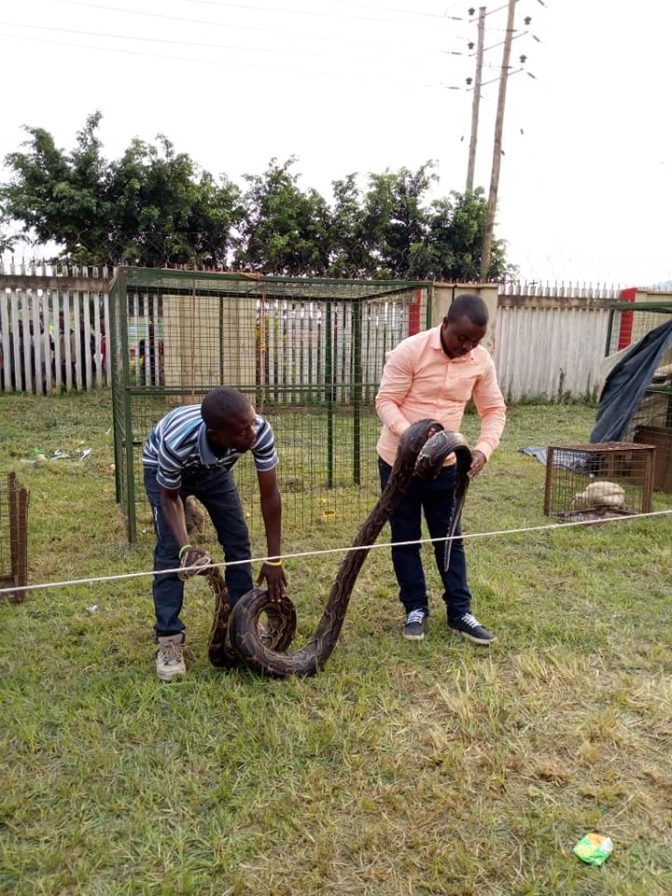Two Men Pose With Huge Live Python At A Public Event (Photos)