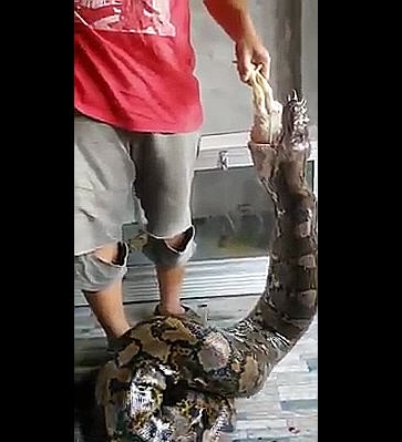 See The Shocking Moment A Giant Pet Python Swallowed Four Chickens And ...