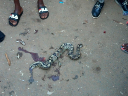 Notorious Thief Who Allegedly Makes His Snake Swallow His Loots Finally ...