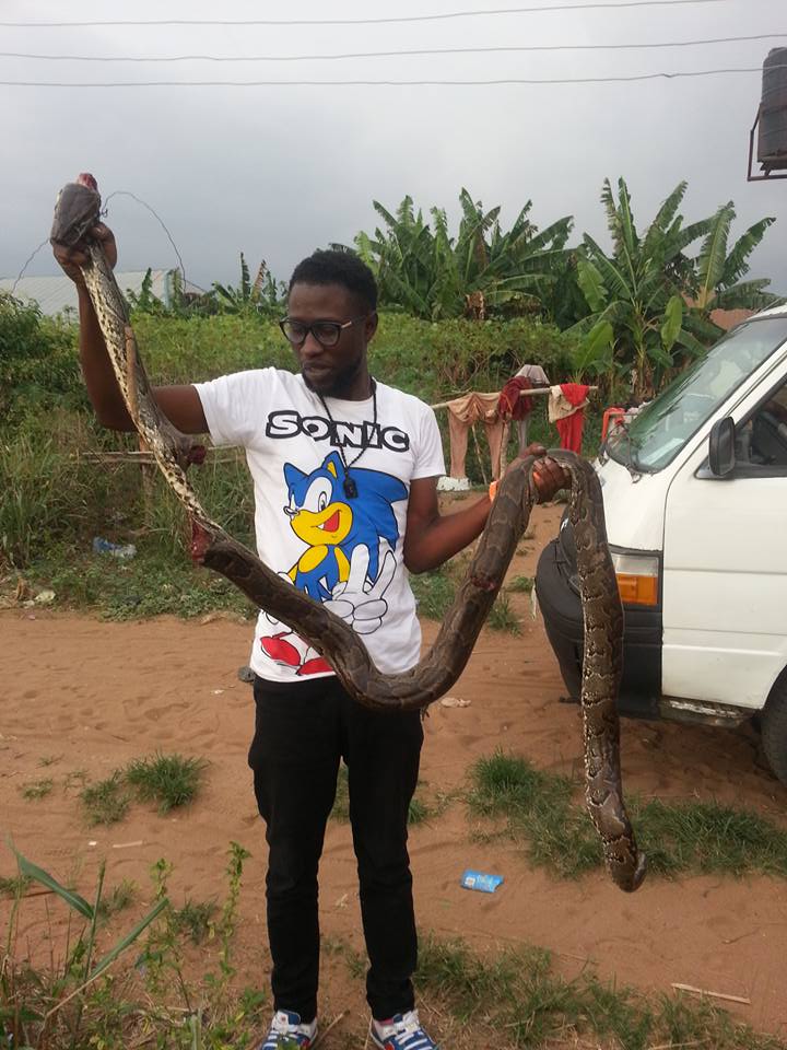 See The Very Huge Snake Caught and Butchered For Pepper Soup By Young ...