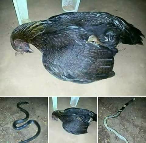 Chicken Snake Bite