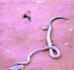 Bad Omen: How A Snake Swallowed Another Snake In Imo