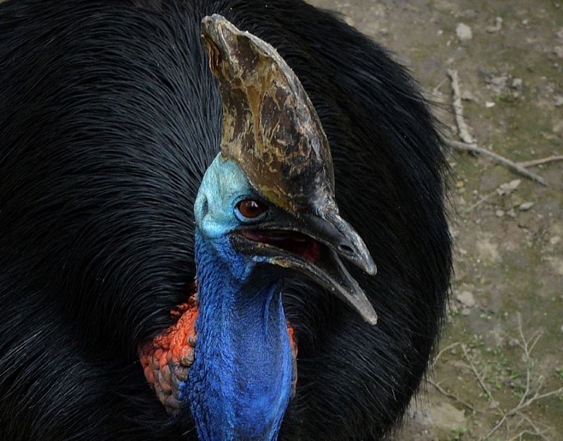 Giant Bird That Killed Its Owner Set To Be Auctioned (Photo)