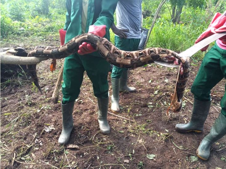 See The Huge Snake Killed By University Students In Ibadan Today