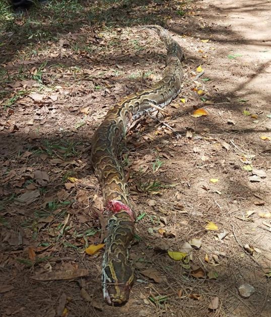 Villagers Kill Huge Python Terrorizing Their Community In Bayelsa (Photos)