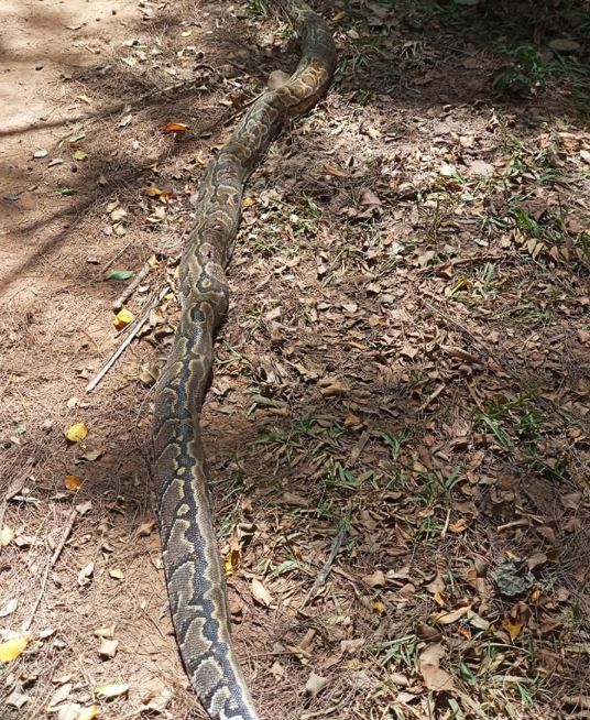 Villagers Kill Huge Python Terrorizing Their Community In Bayelsa (Photos)