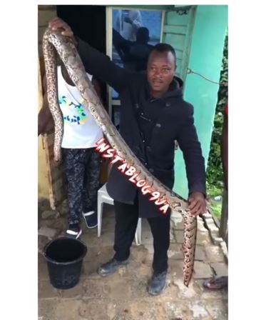 Man Kills Gigantic Snake Inside His Shop (Video)