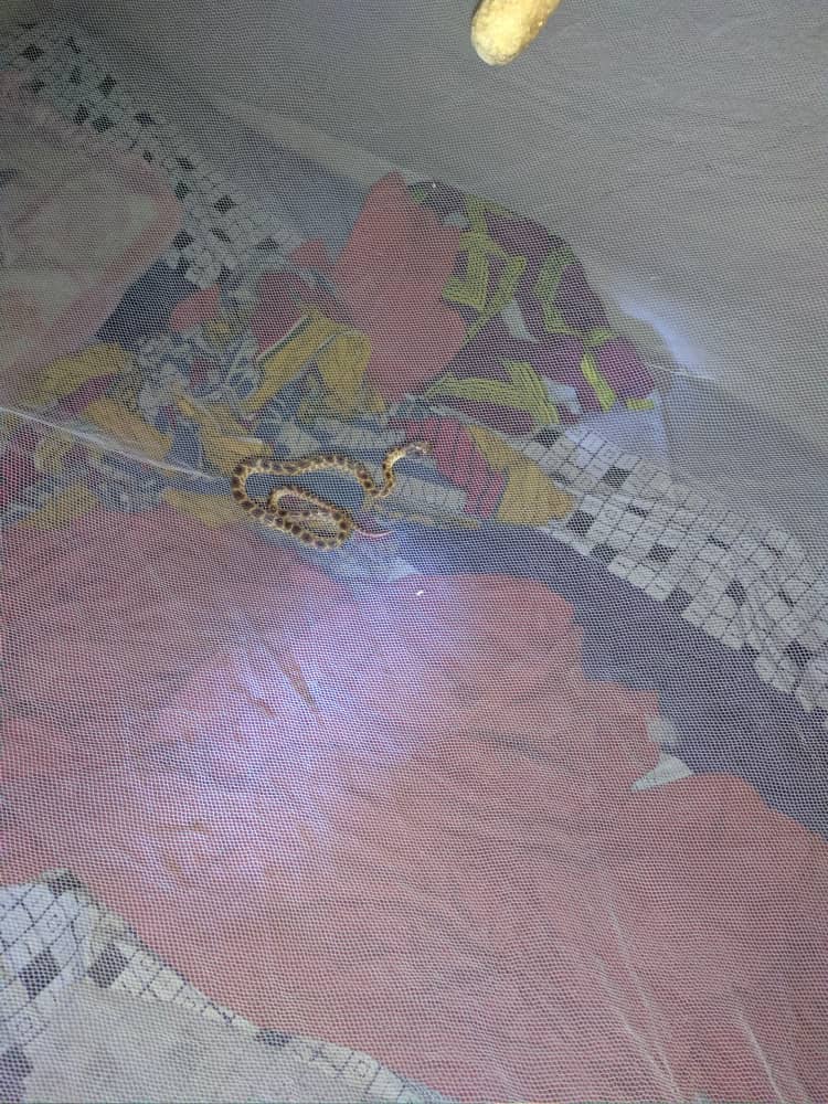 Man Left In Shock After Finding Snake On His Bed (Photos)