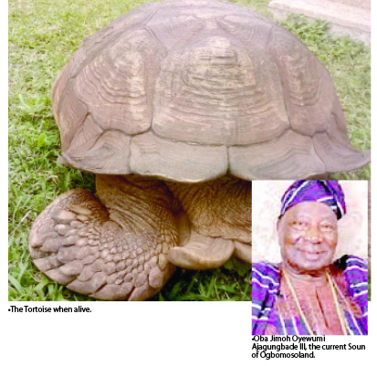 How Alagba, The Oldest Tortoise In The World Died In Oyo After Seeing ...