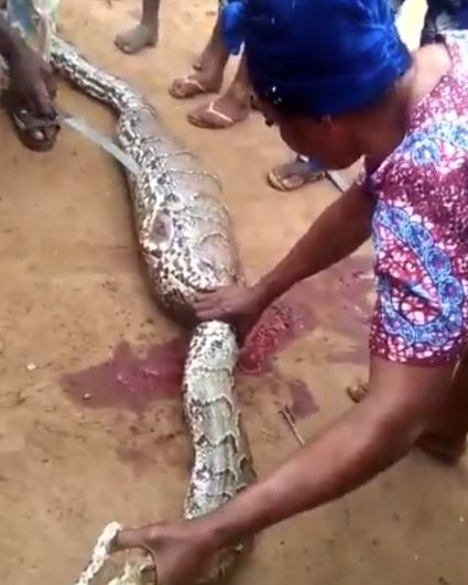 The Scary Moment Brave Nigerian Woman Held Down A Live Python (Video)