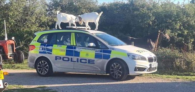 Hillarious!! Police Ask For Public Assistance To Identify Goats That ...