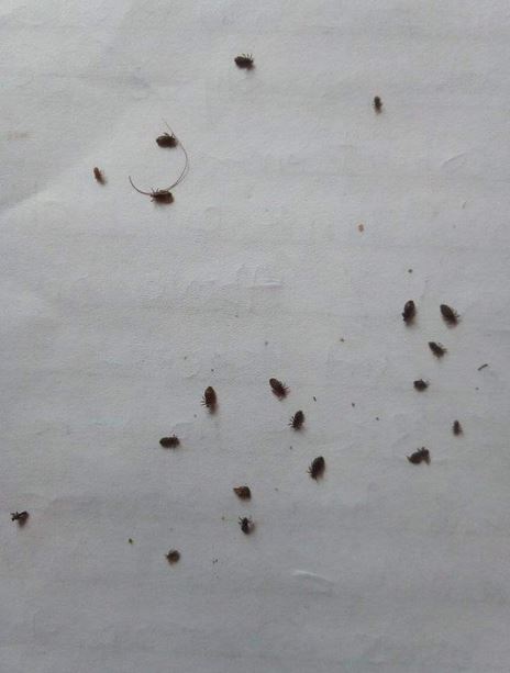 See Photos Of Lice Found In A Nigerian Woman's Hair