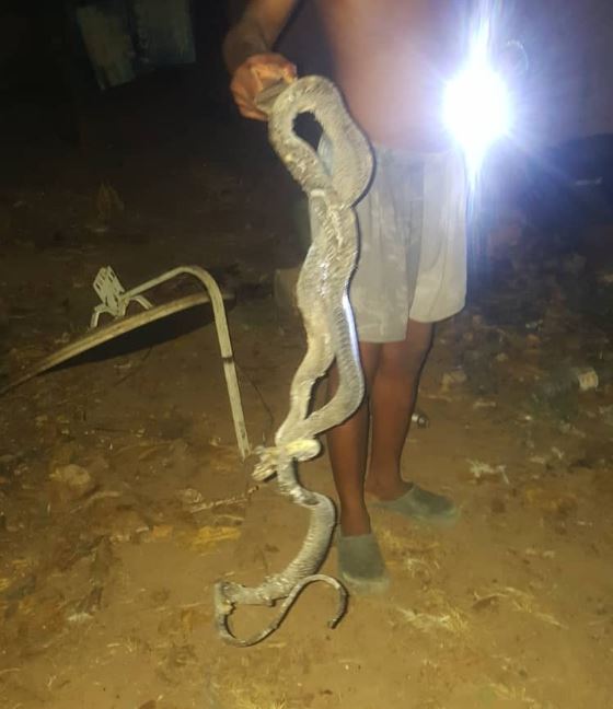 The Moment Man Killed A Dangerous Snake That Entered His Compound (Images)