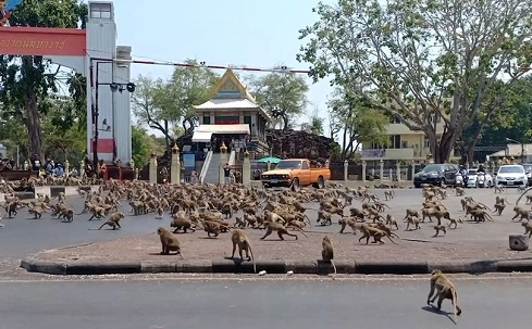 Shocking Photos: Hundreds Of Hungry Monkeys Storm Thailand Streets In ...