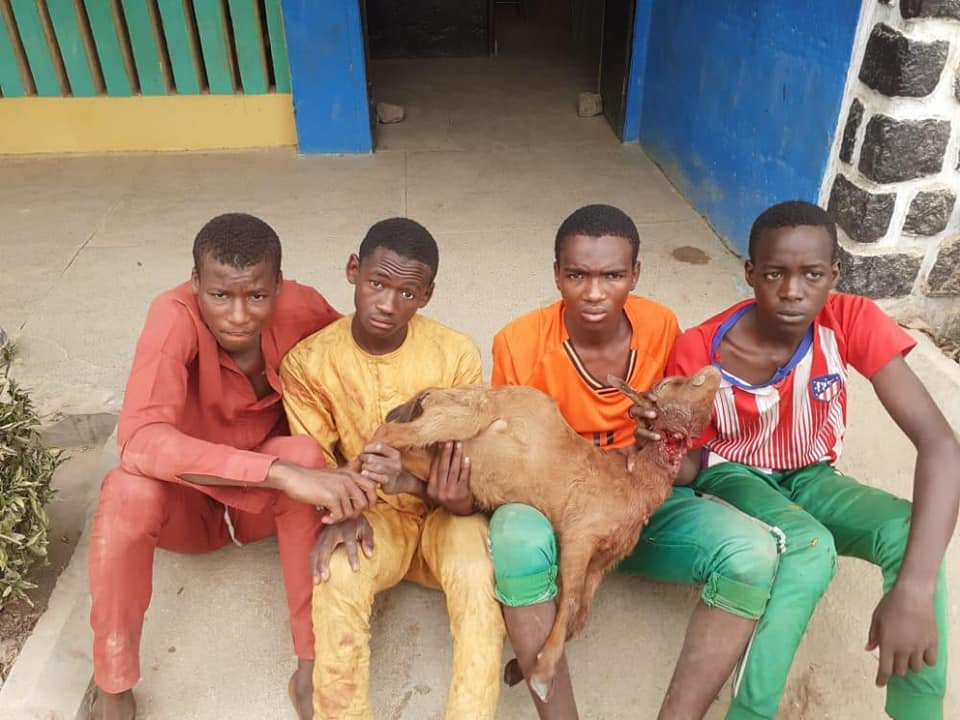 Four Teenagers Arrested For Allegedly Stealing Goats In Kano (Photo)