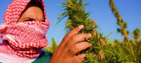 Lebanon Becomes First Arab Country To Legalize Cannabis