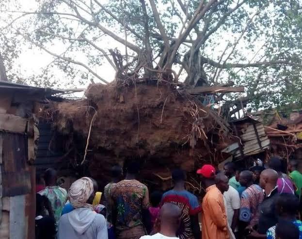 Photo of The 100-Year-Old ‘Odan’ Tree That Fell In Oyo & Killed 4 Persons