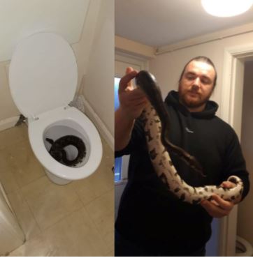 Woman Finds Terrifying 4ft Python In Her Toilet Bowl At 5.30am After ...