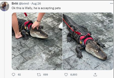 Shock As Young Girl Is Seen Taking An Alligator For A Swim And A Walk ...