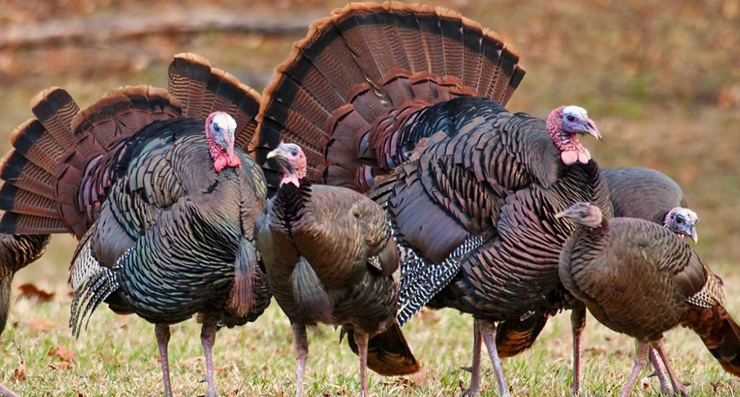 Turkeys To Receive Death Penalty After Viciously Attacking Man And ...