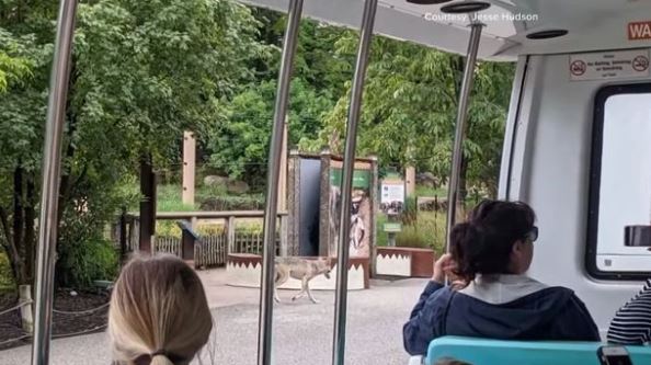 Horror As Wolf Escapes From Enclosure At Zoo And Roams Around Guest Area (Photos)