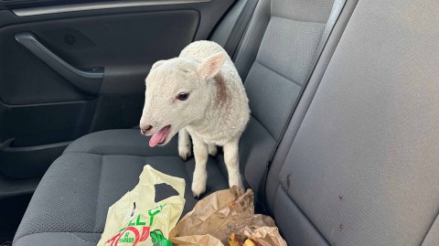 Police Shocked To Find Lamb Alongside £10000 Worth of Cocaine Inside ...