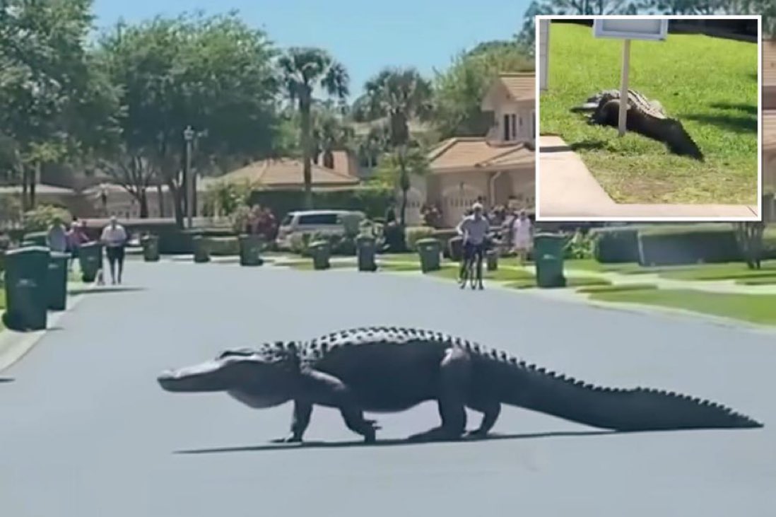 Huge 10-Foot-Long Alligator Crossing The Road Stuns Residents In ...