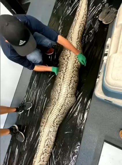 Moment 5-foot Alligator Was Removed From The Stomach Of 18-foot Burmese ...