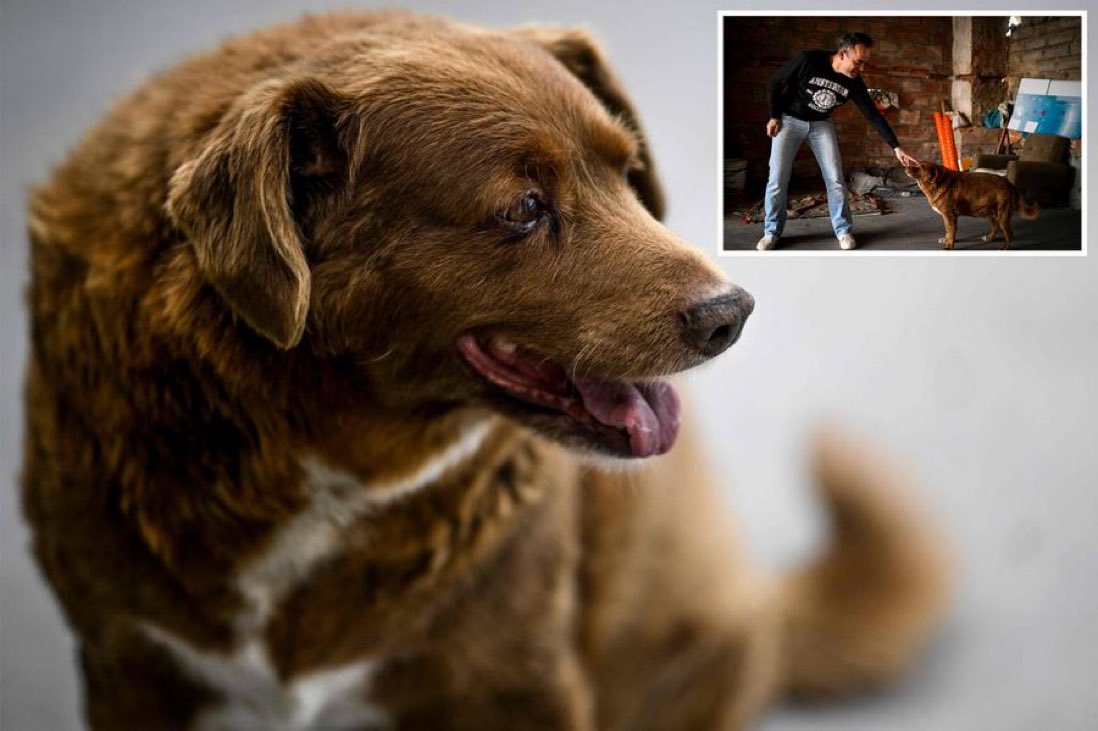 World’s Oldest Dog, Bobi Celebrates 31st Birthday (Photo)