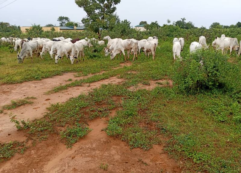 Plateau State Police Rescues 77 Stolen Cows