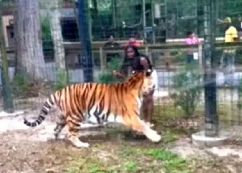 Moment Woman Nearly Had Her Hand Chewed Off By Tiger After Hopping Zoo ...