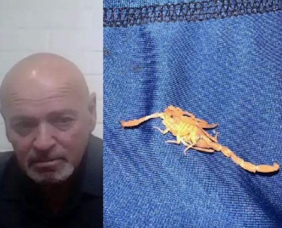 Las Vegas Hotel Guest Stung On Testicles By Scorpion While Sleeping