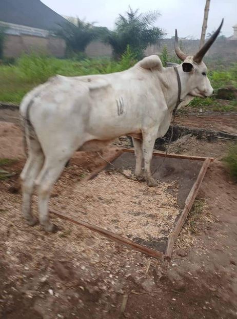 Thieves Steal Cows Meant For A Church's Harvest Celebration