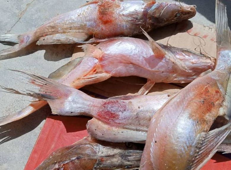 Four Reported Dead, Two Hospitalized After Consuming 'Poisonous Fish ...