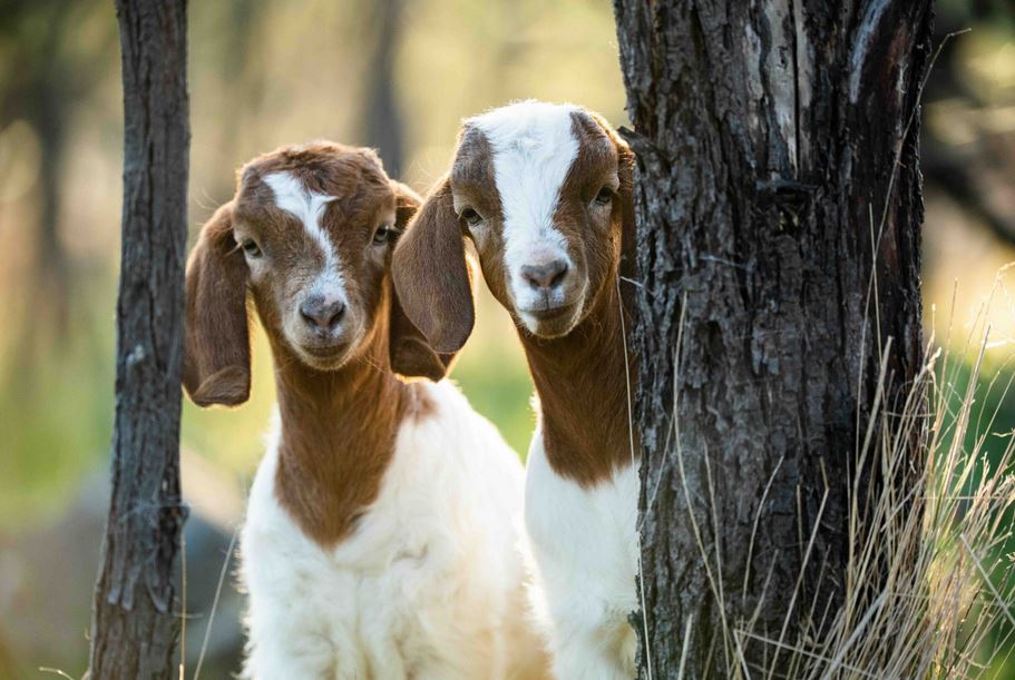 Doctor Gives Ex-girlfriend Two Goats As Compensation For Dumping Her