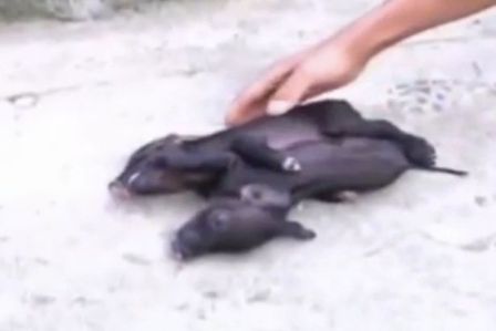 Farmer Stunned As Pig Delivers Siamese Piglets Conjoined at the Stomach ...