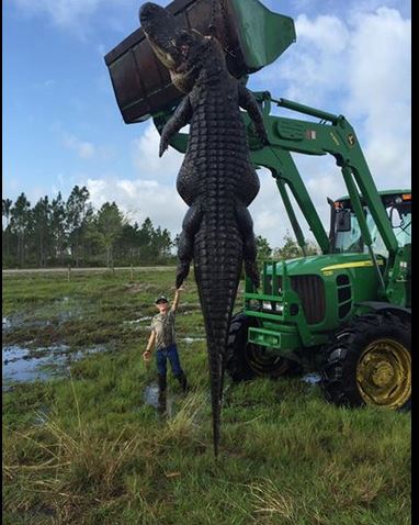 Godzilla! See the Giant Size Alligator Killed in the U.S. that Shocked ...