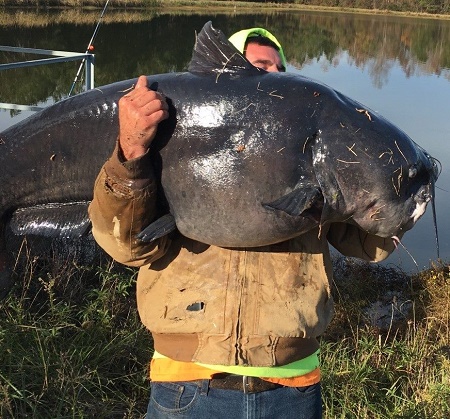 Omg! The Size of This Mammoth Catfish Caught by a Man in a River Will ...