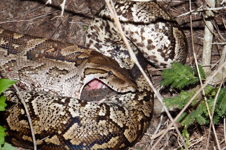 Omg! See Chilling Moment Python Swallowed Huge Antelope Whole (Photo+Video)