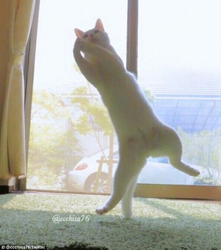 Impressive! Meet the Skillful Dancing Cat from Japan which Has Won the ...