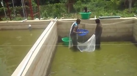 Shocking! How Senator Offia Nwali Was Found Dead in a Pond Behind His ...