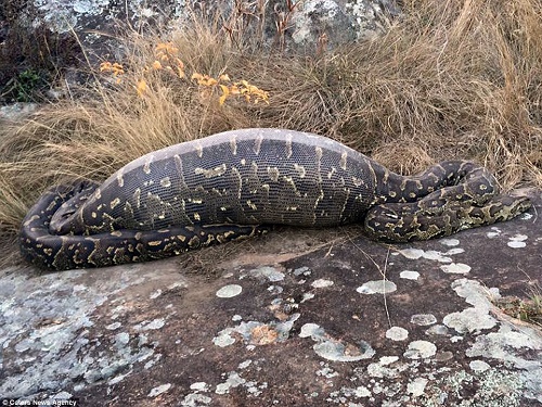 Omg! See Dead Python Found with Swollen Stomach... What was Found ...