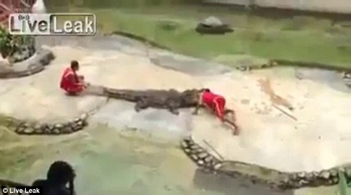 Terrifying Moment Crocodile Snaps Its Jaws at Trainer During Weird ...