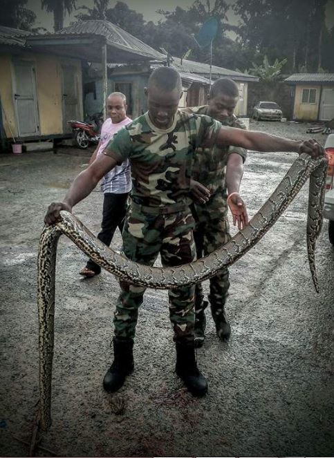 Dangerous Python Killed By Nigerian Soldiers in a Bush Near Their ...